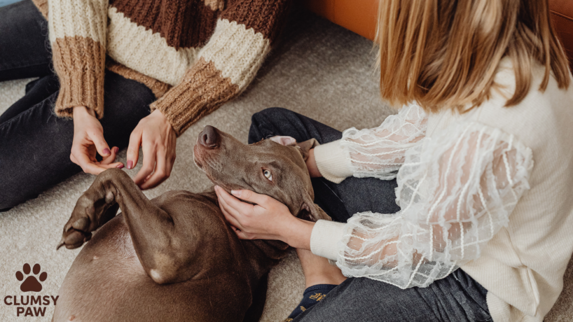 Essential Nutritional Needs For Dogs: What Every Pet Parent Should Know